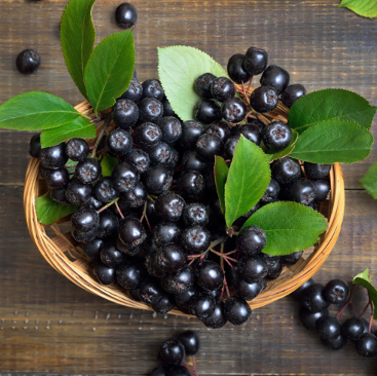 Super Fruit from Midwest – A+ Berry